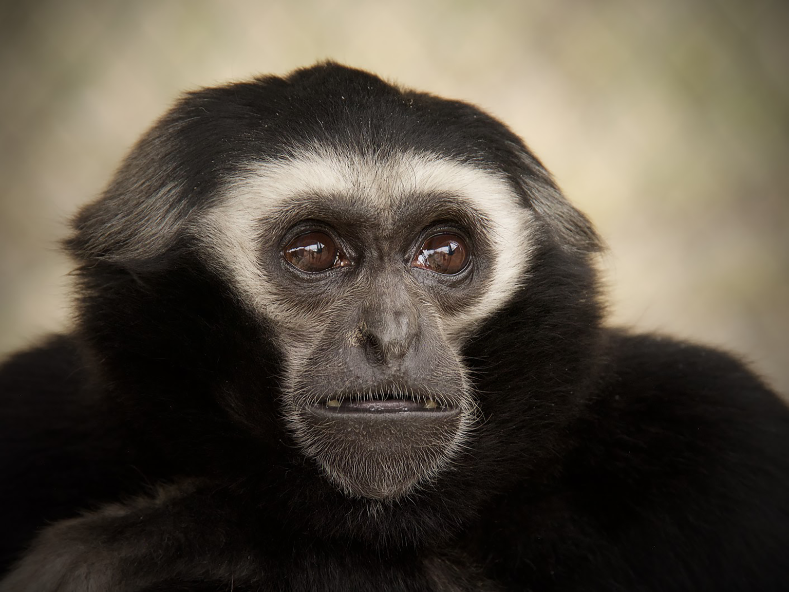 The Creative Team Behind The Center: Gibbons And Guardians Documentary ...