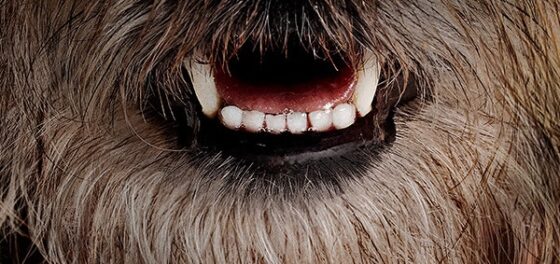 Strays Red Band Trailer Has Dogs on a Journey to Get Revenge