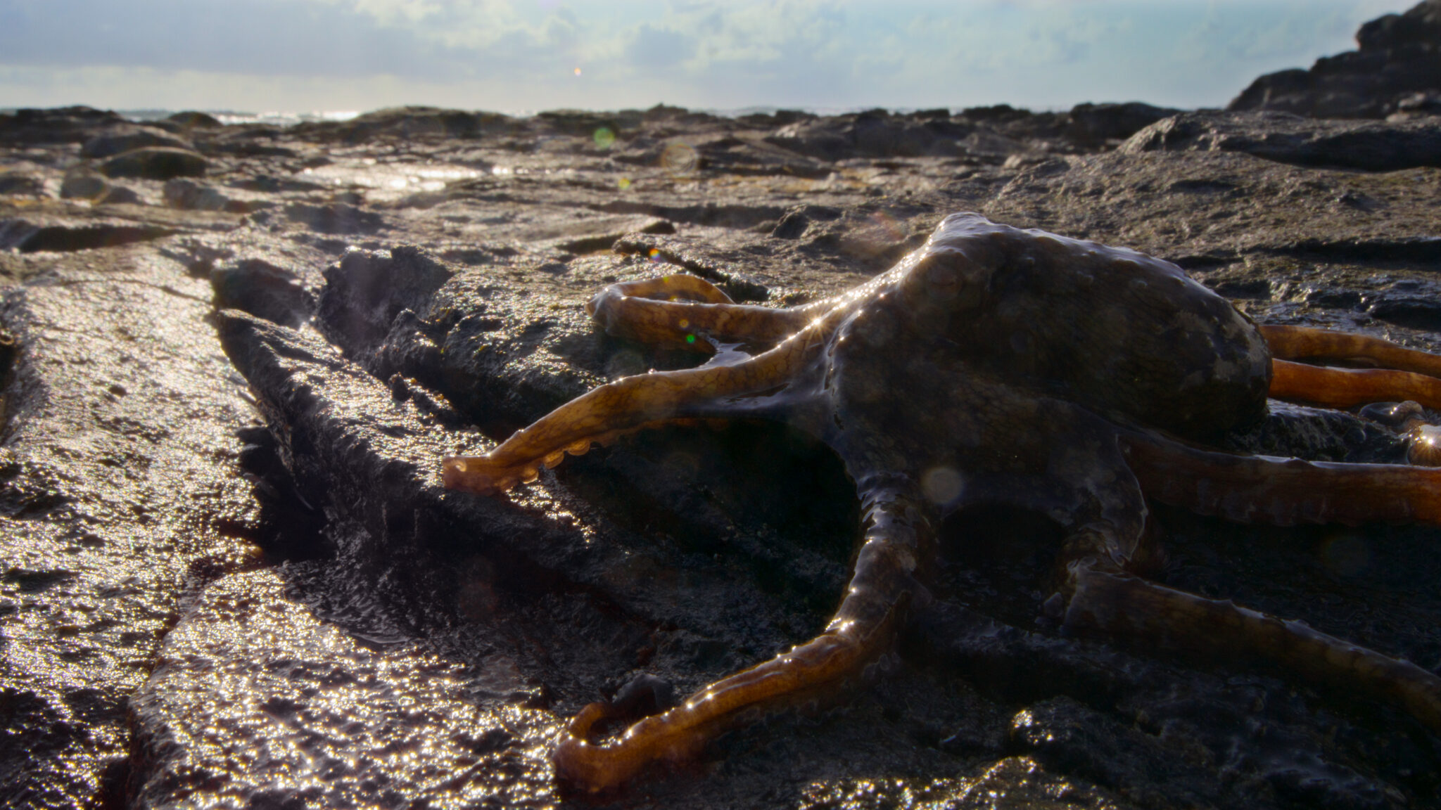 Alex Schnell And Adam Geiger Curiosity In Secrets Of The Octopus