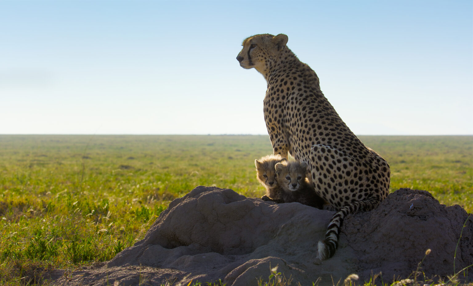 Bertie Gregory Talks About Latest Adventures Cheetahs Up Close